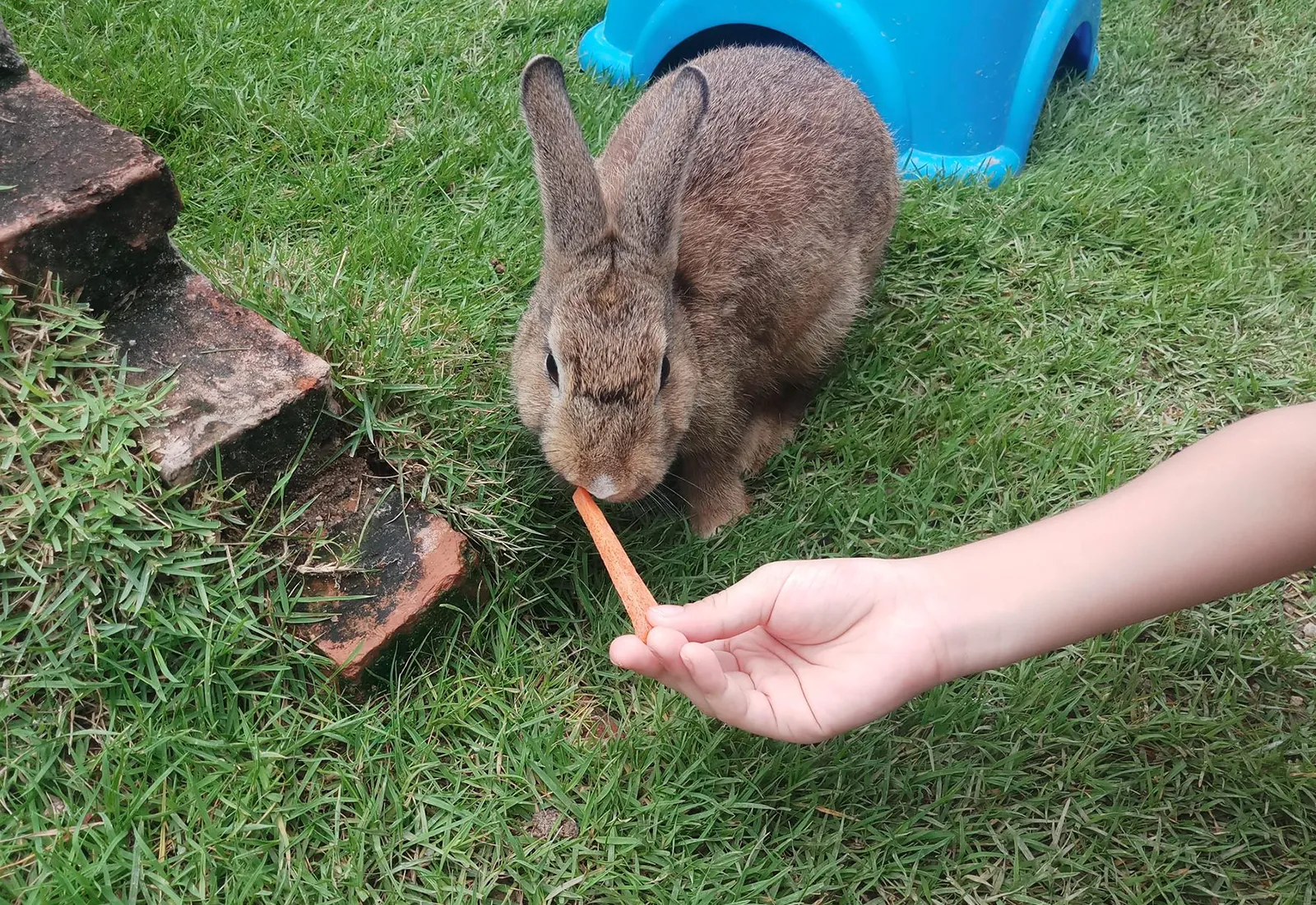 What To Feed Your Rabbit - Moorabbin Veterinary Hospital