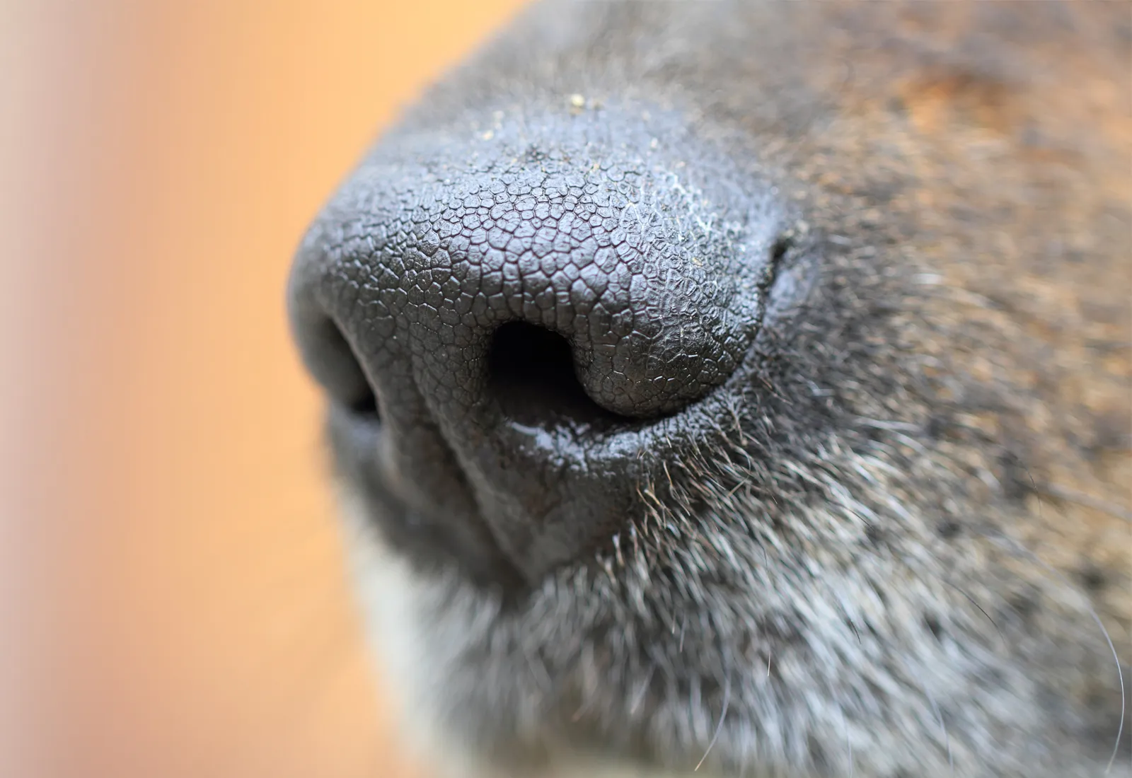 BOAS Surgery for Pets | Moorabbin Veterinary Hospital